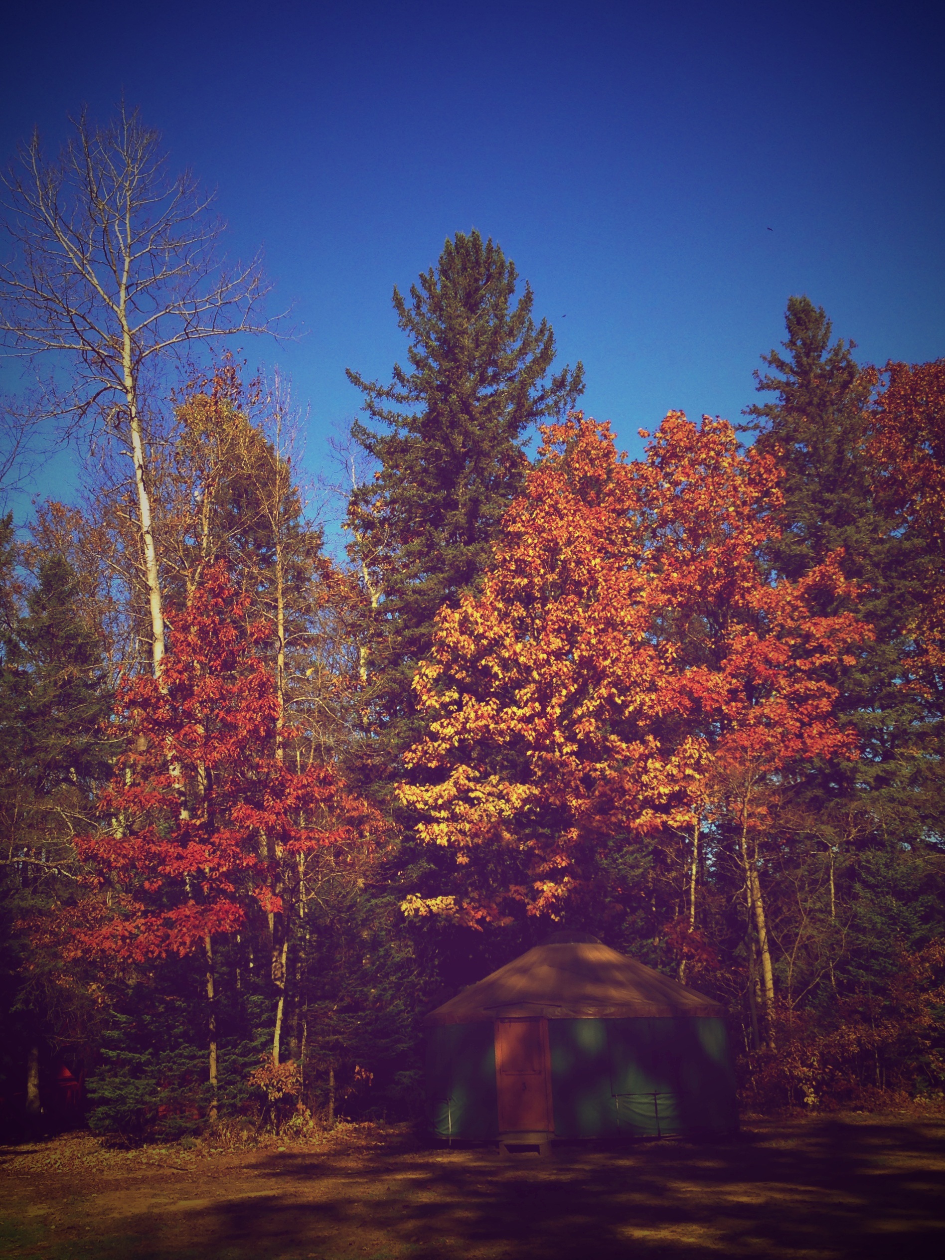 Wonderful fall tree free image download