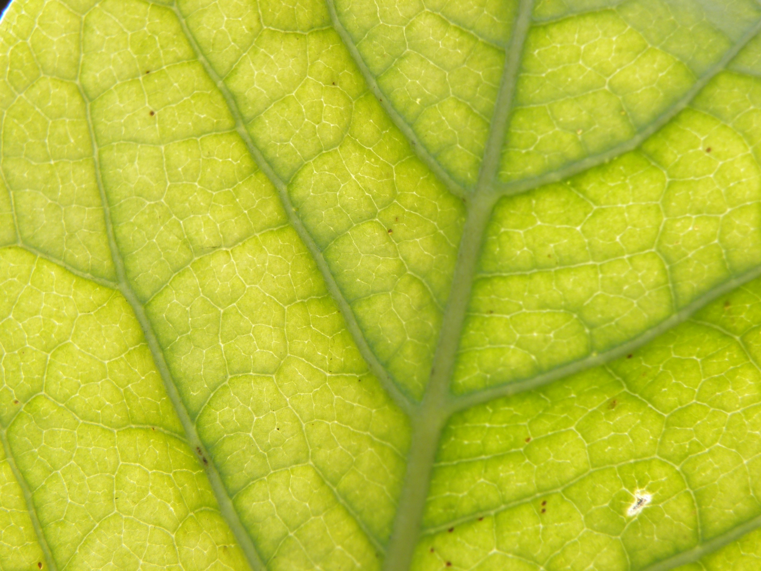 Extraordinary beautiful spring green plant free image download