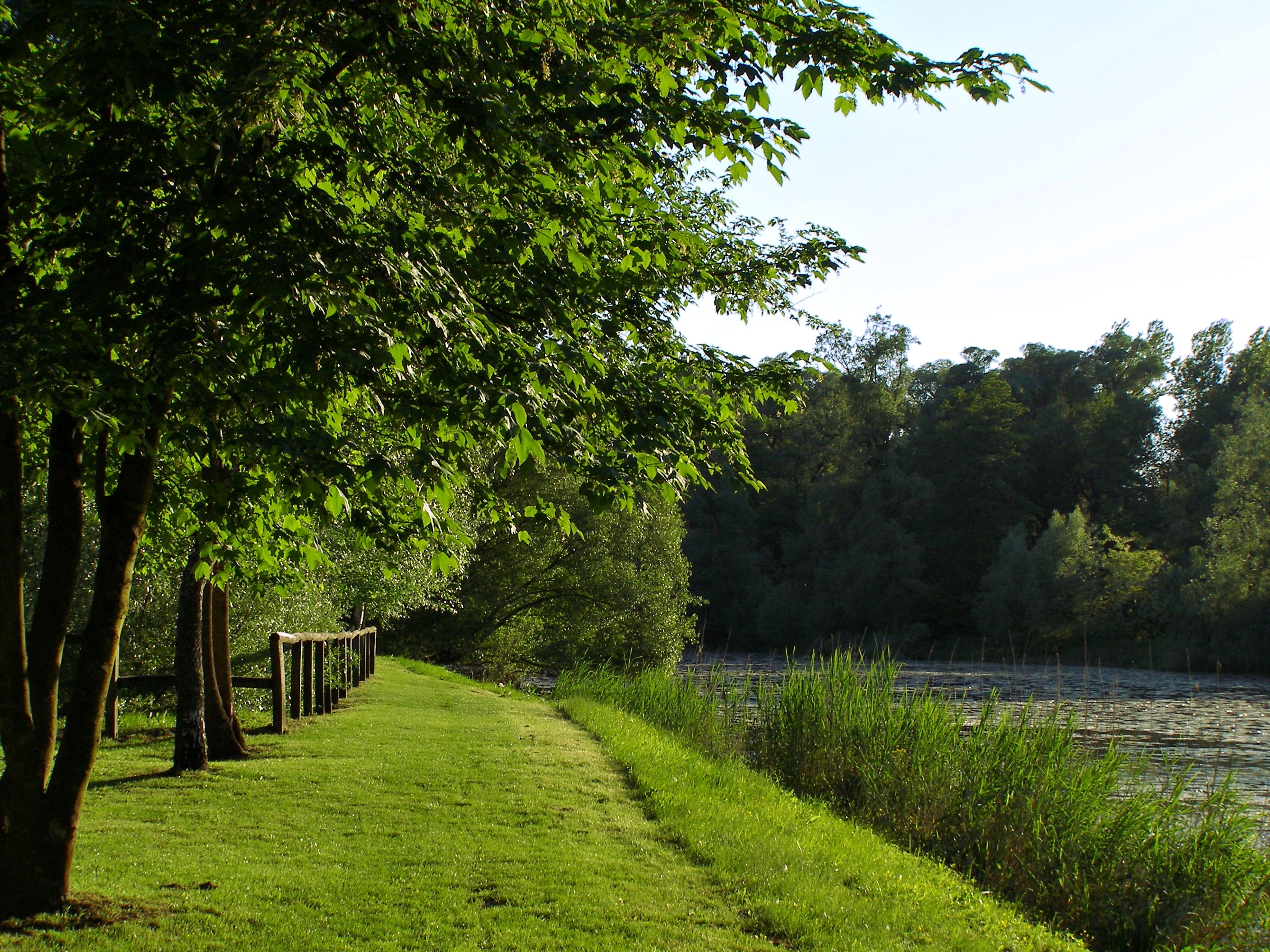 Water river grass free image download