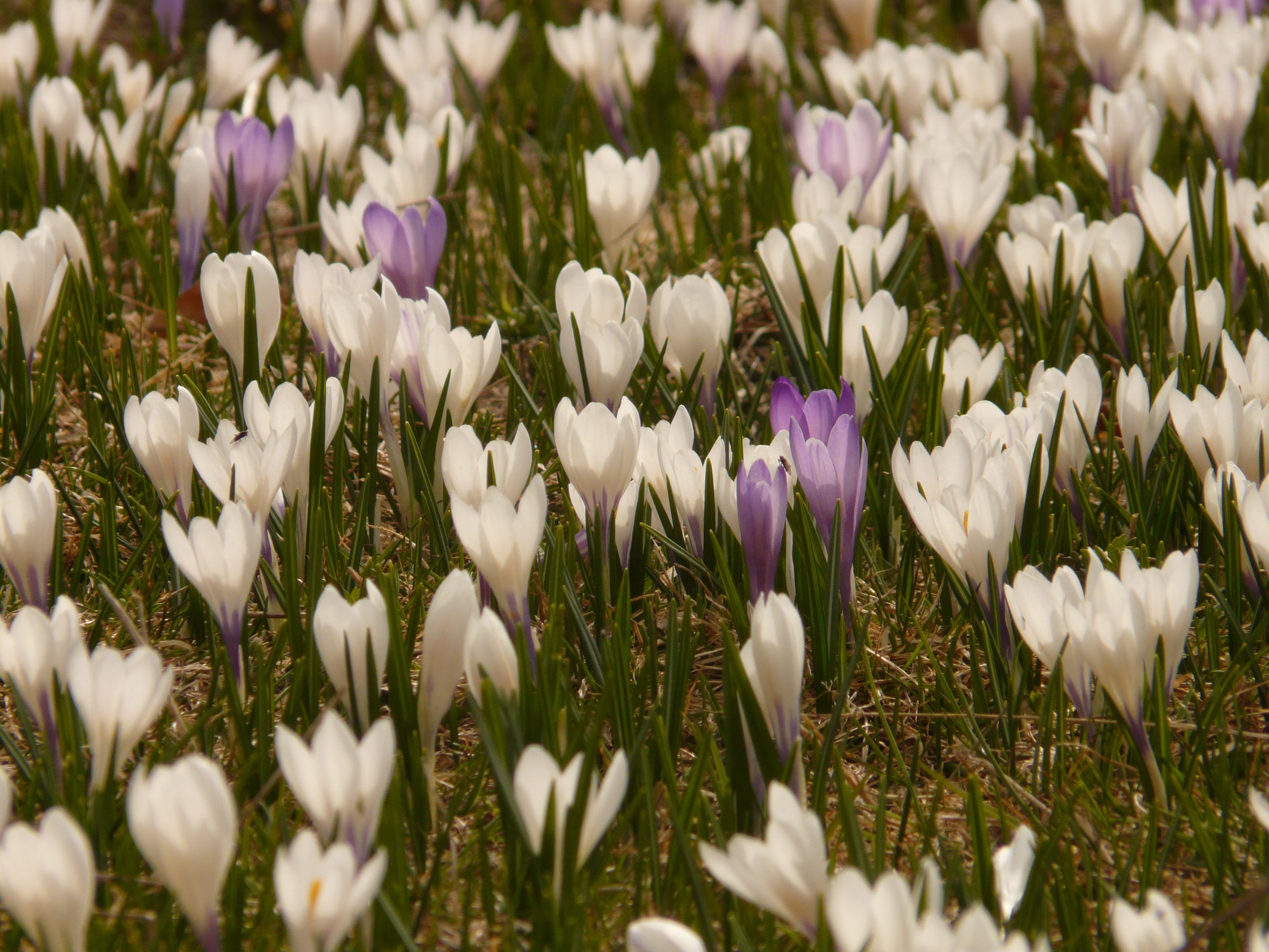 Alpine meadow of crocuses free image download