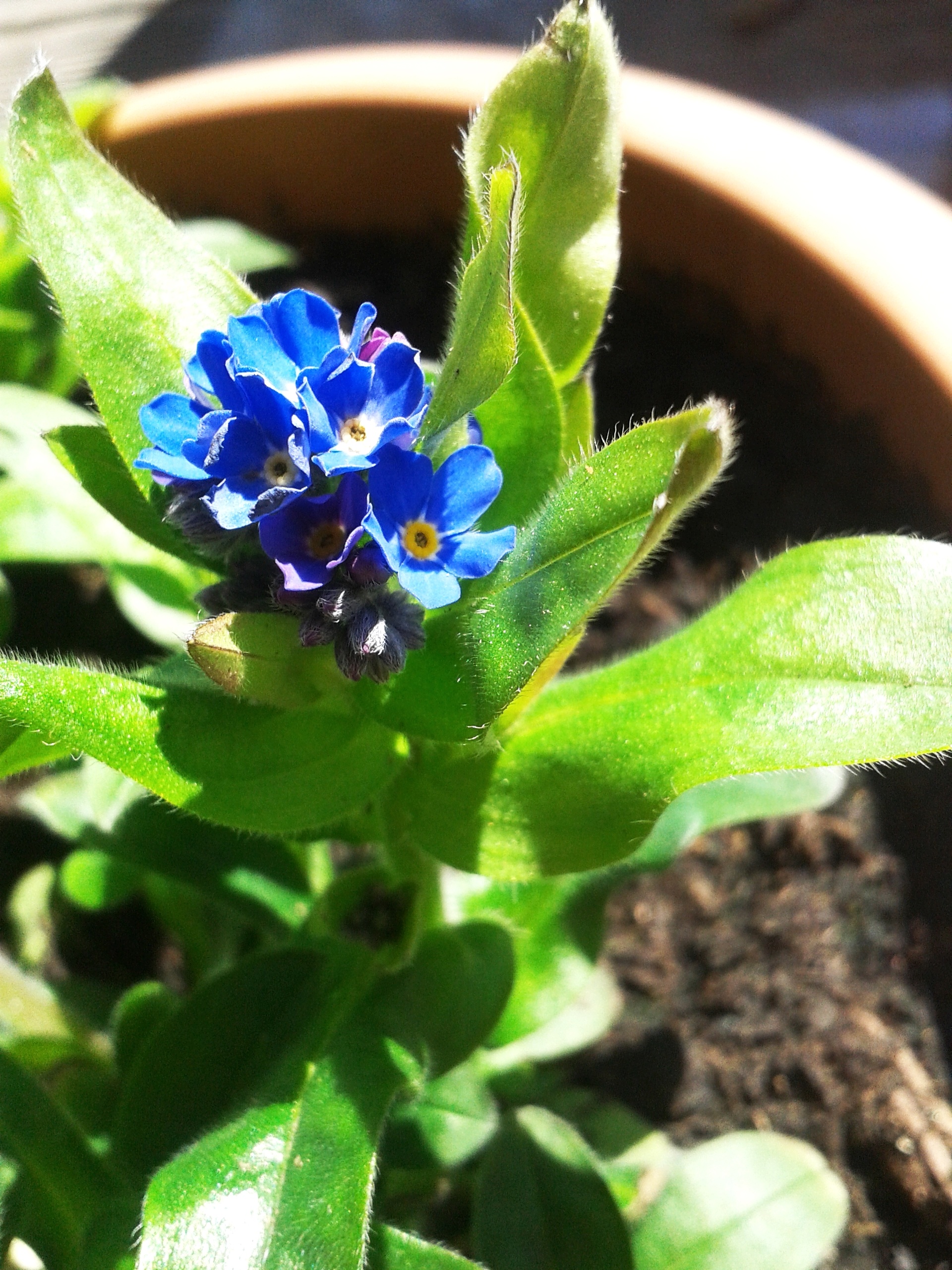 Blue decorative forget-me-not in a clay pot free image download