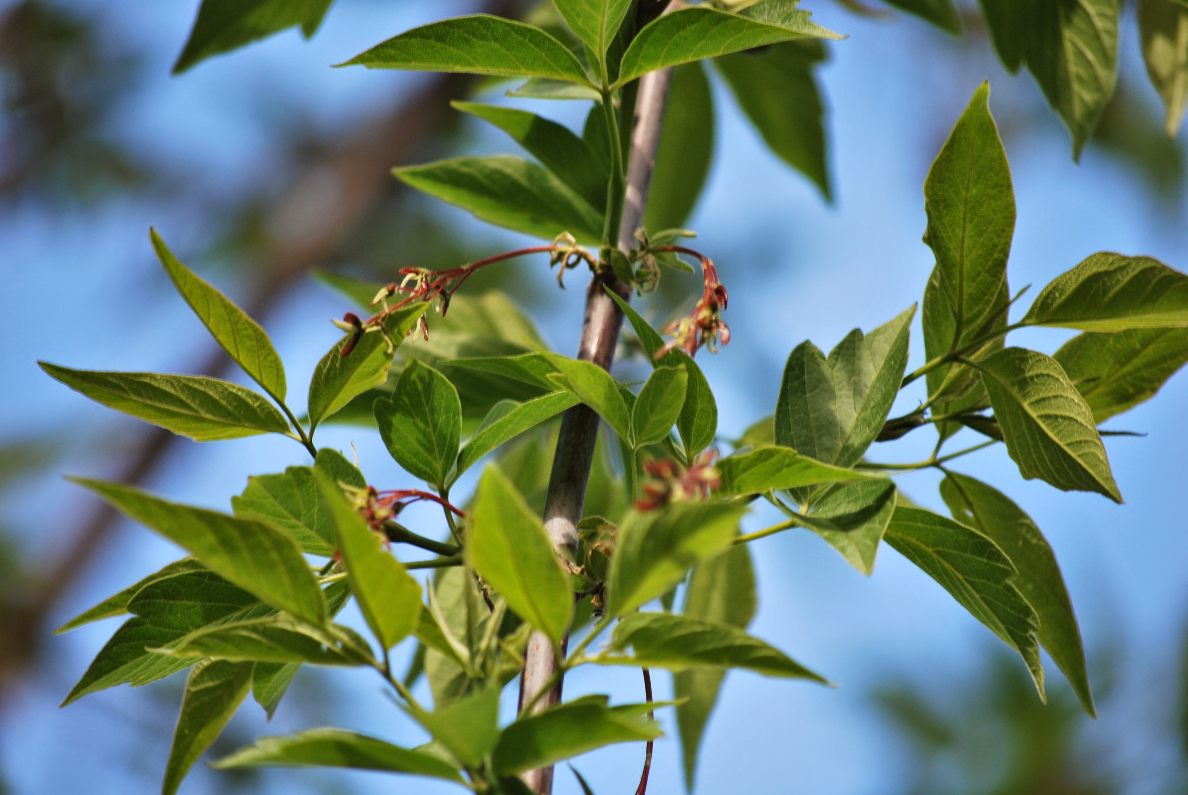 Sprig green foliage on the tree free image download