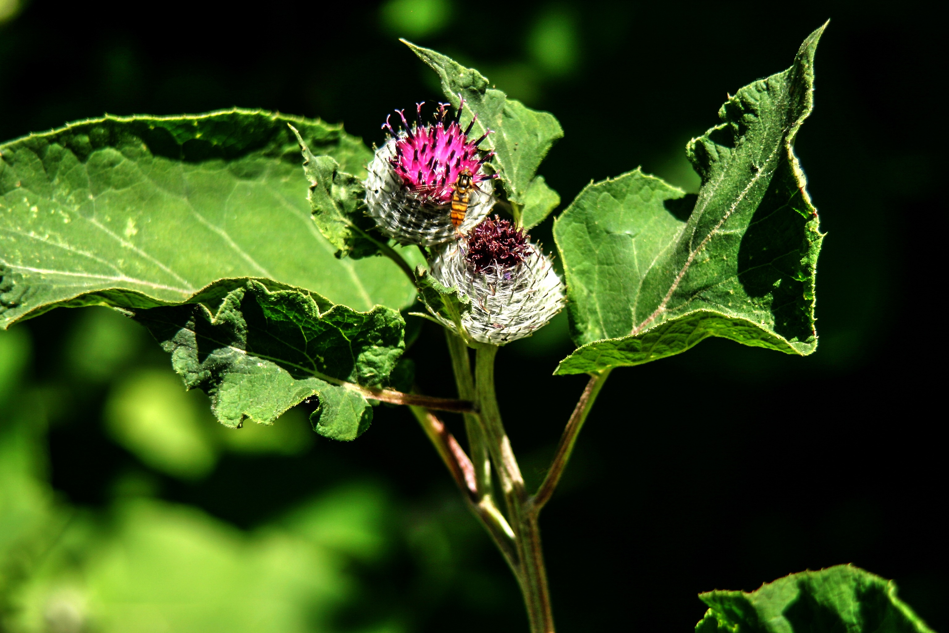 Inflorescence thistle among large green leaves free image download