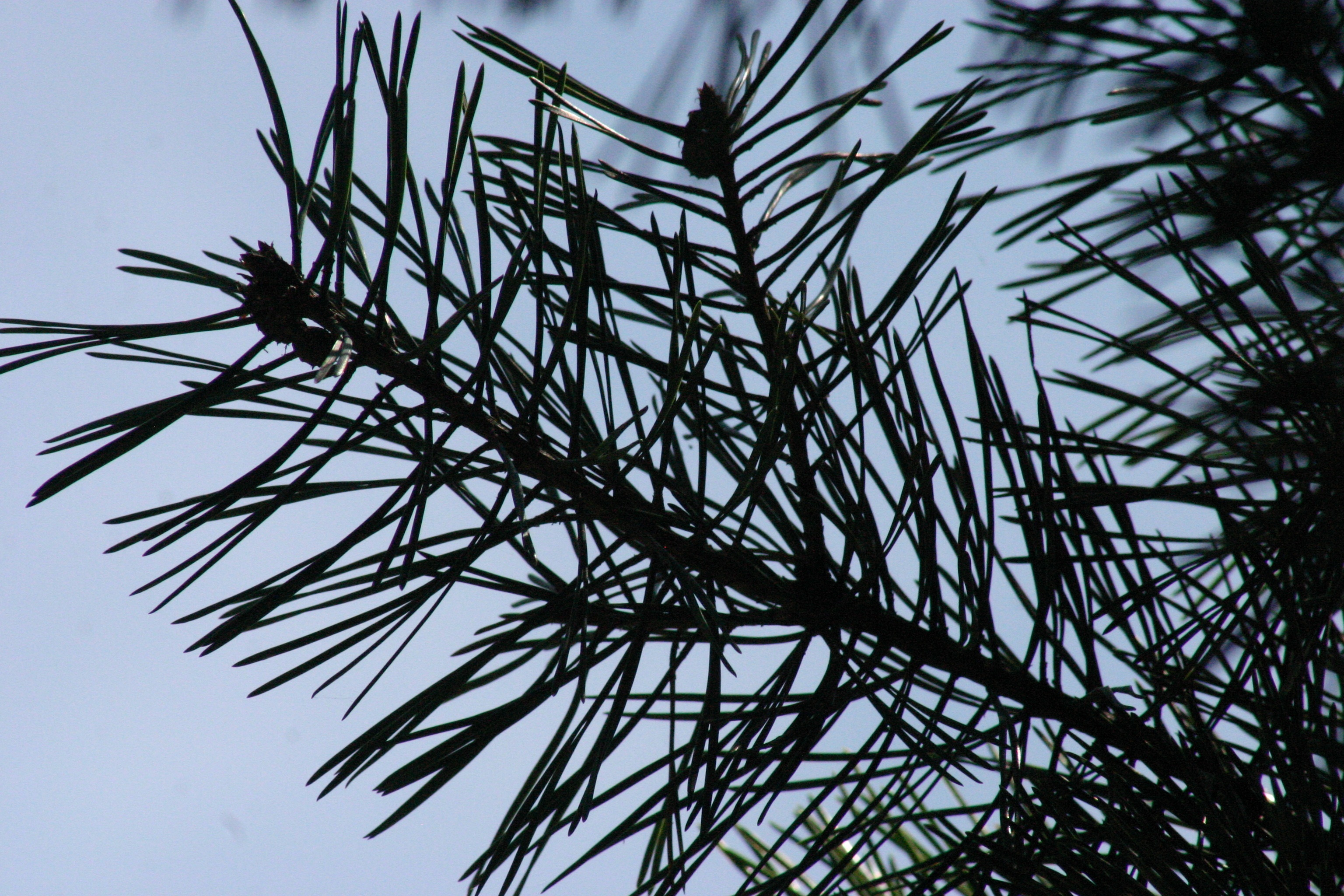 Long pine tree needles free image download