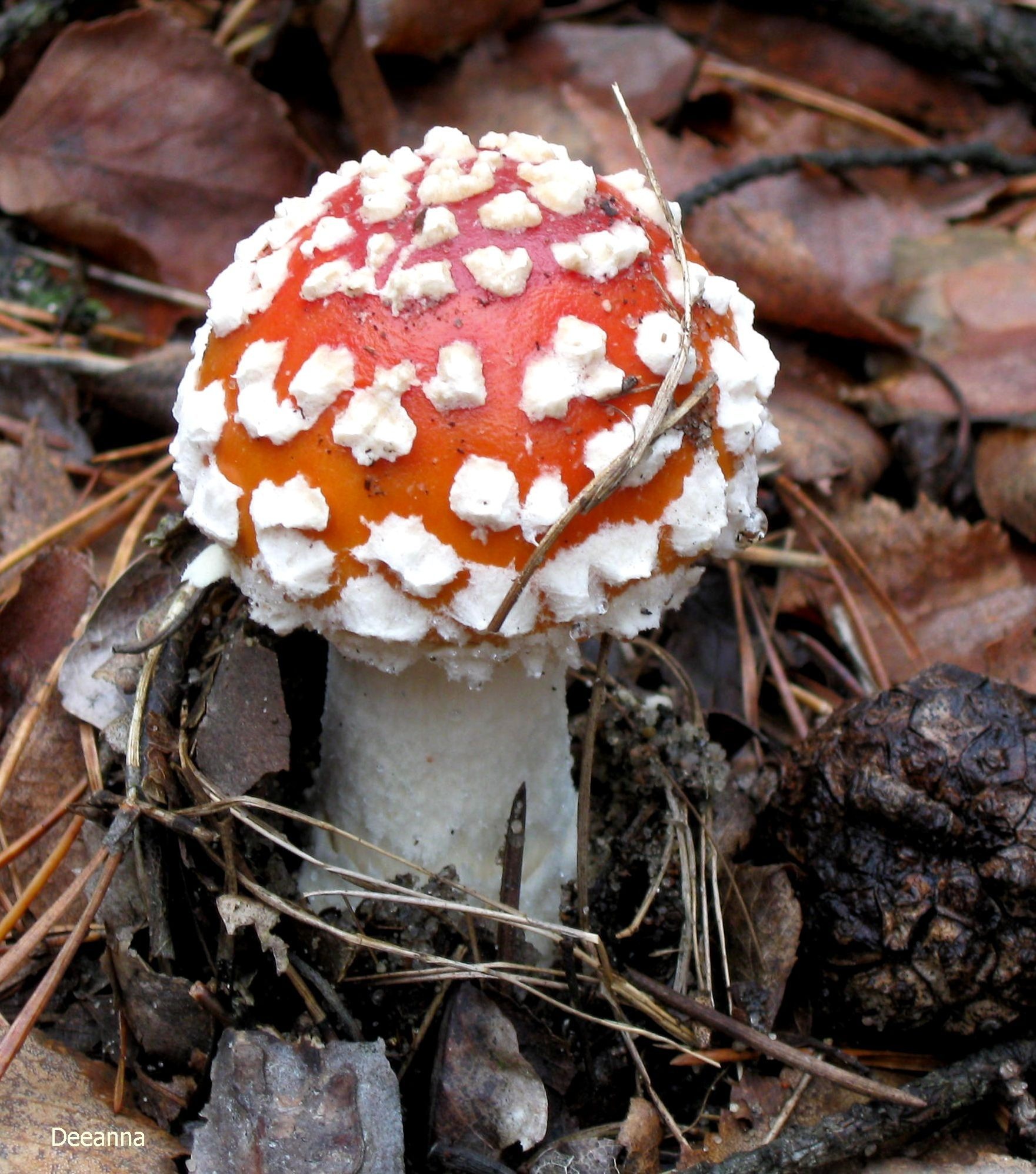 Fly agaric among dry leaves free image download