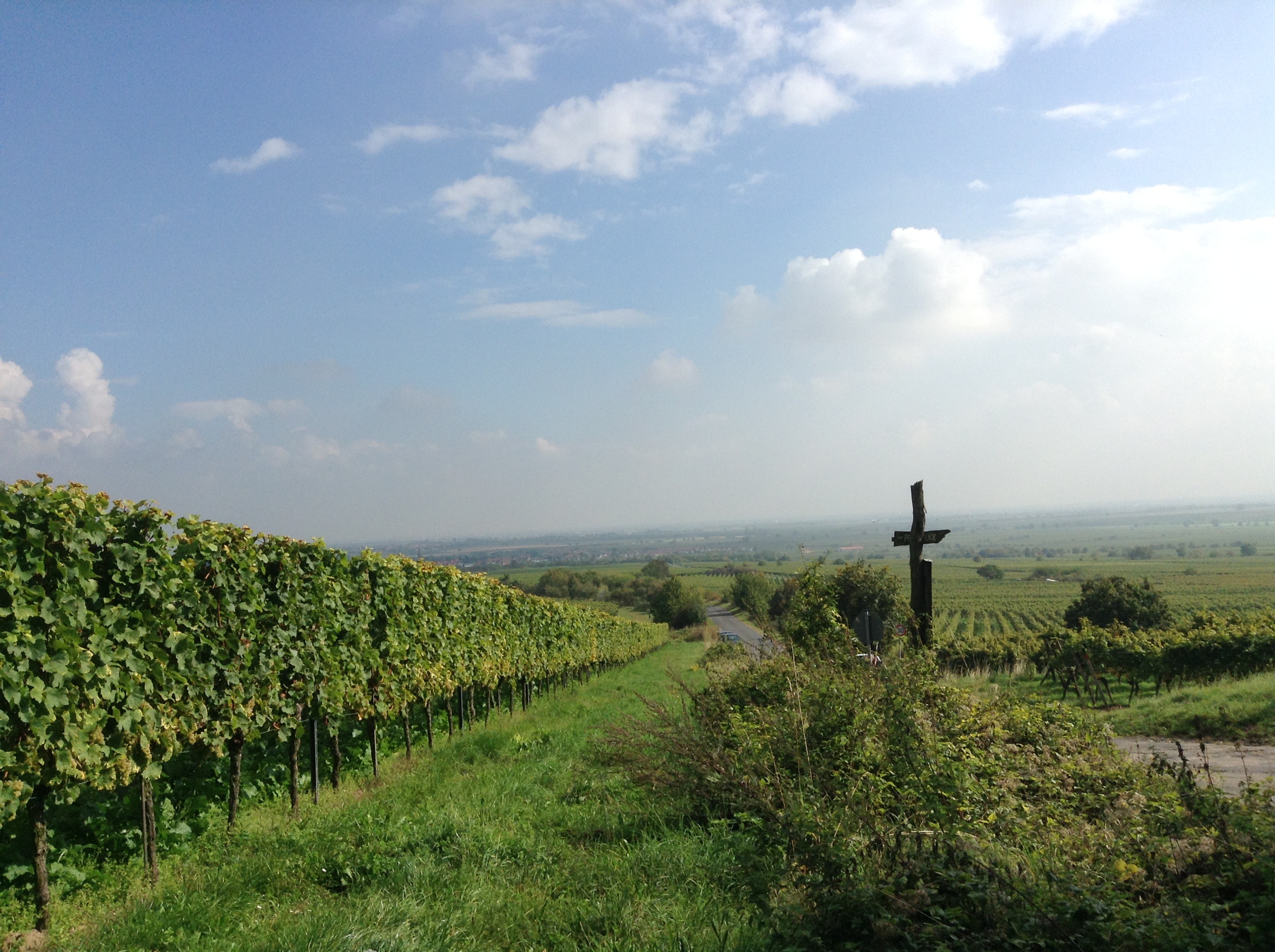 Rebstock nature free image download