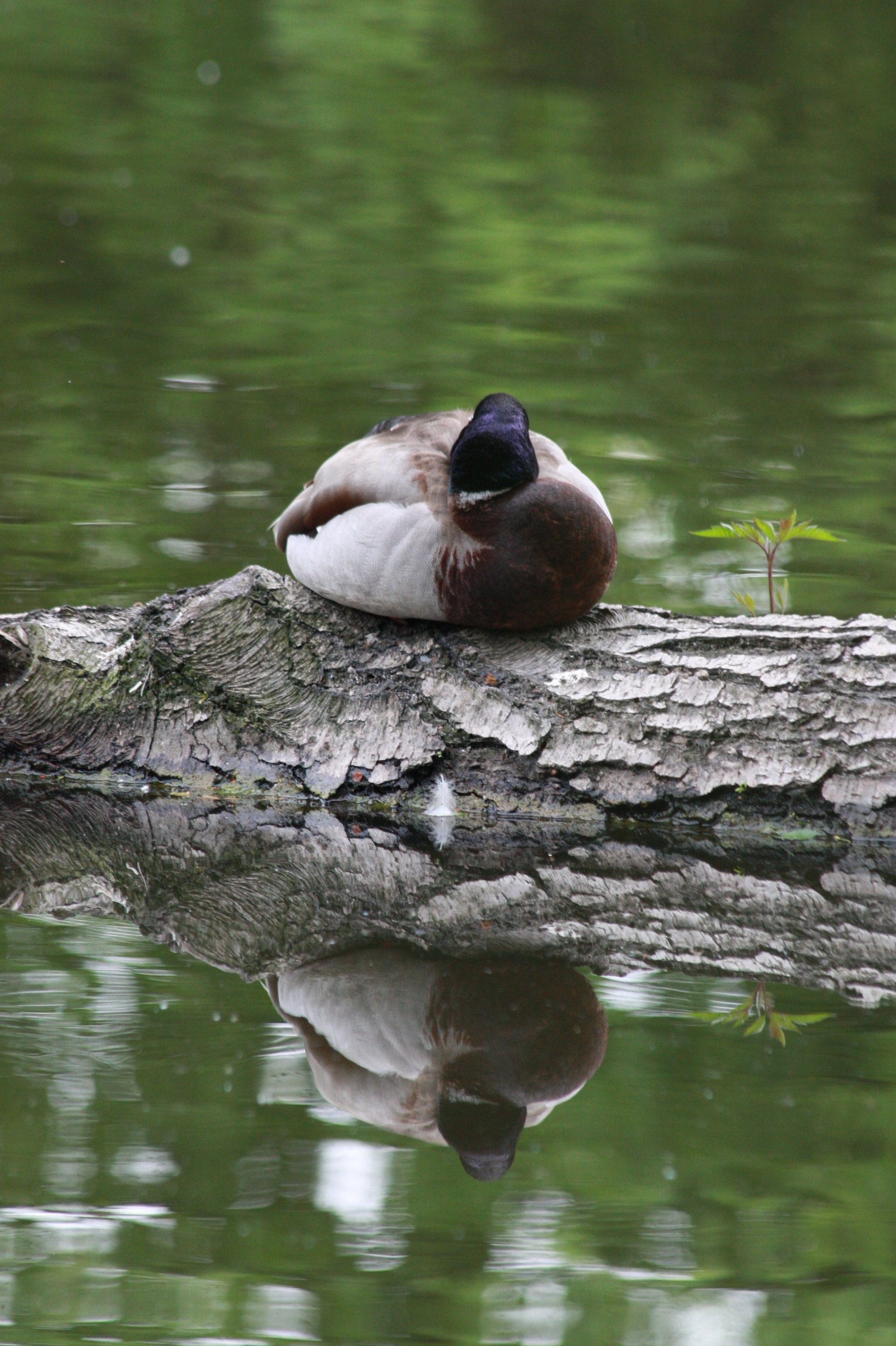 Duck on a tree trunk in a pond free image download