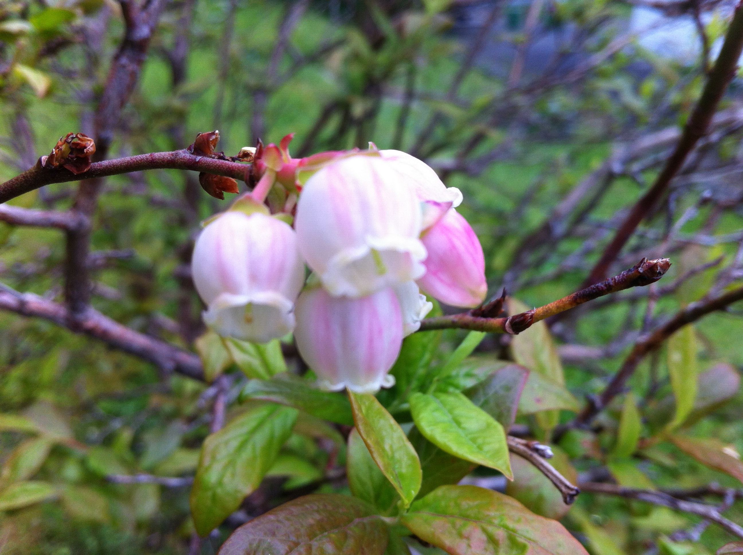Tiny Flowers Blossoming Free Image Download tiny-flowers-blossoming-free-image-download
