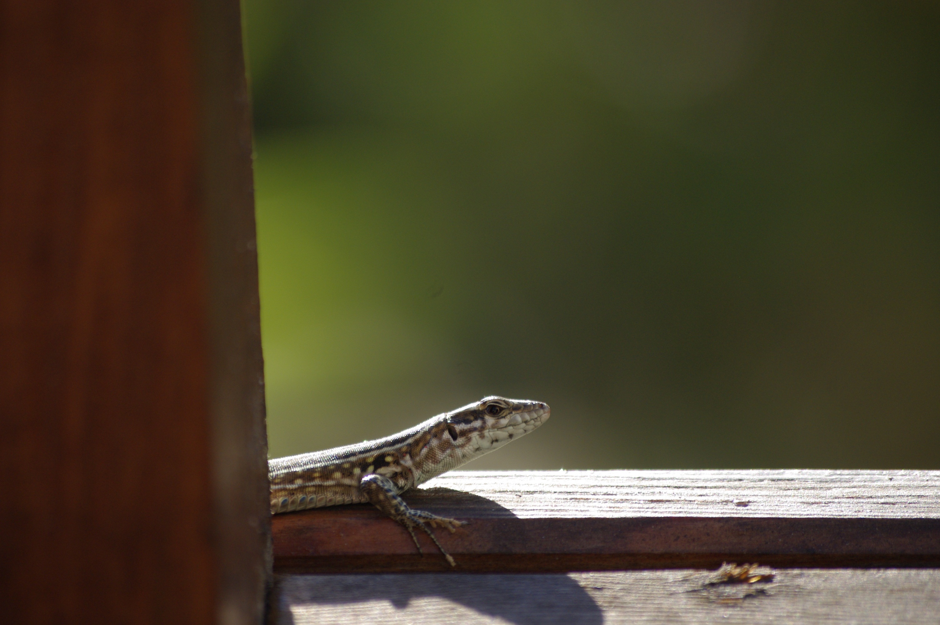 Hiding lizard free image download
