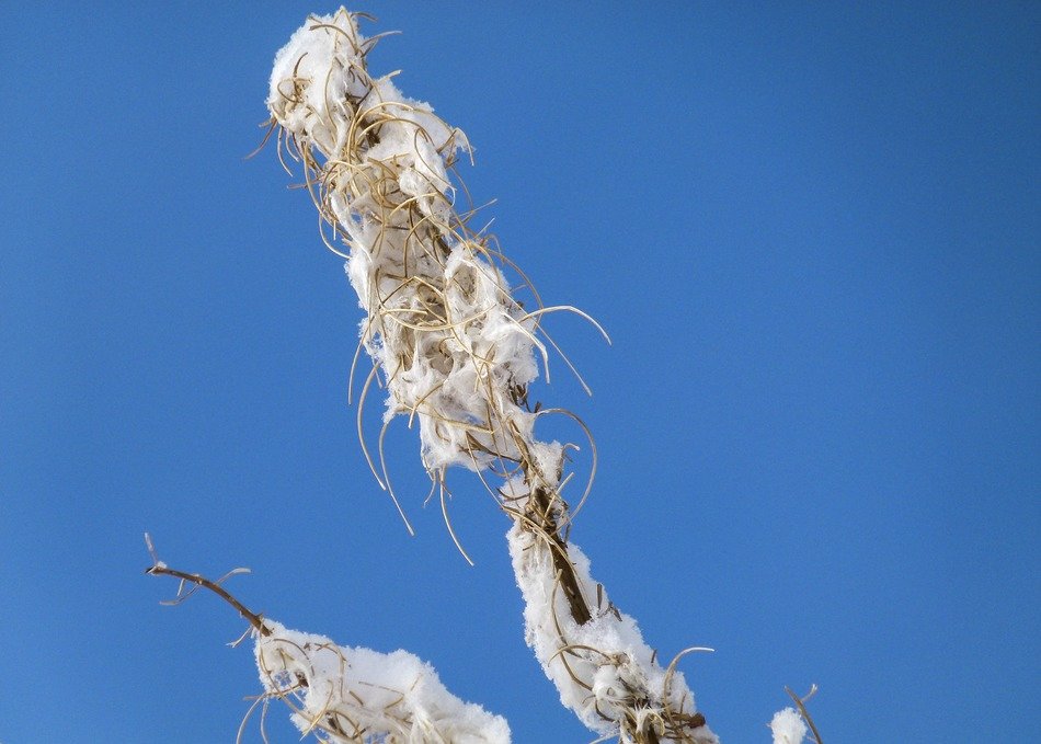 Withered weed against the sky free image download