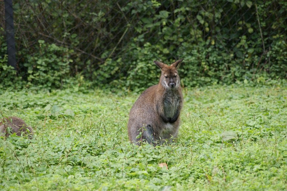 Kangaroo among green grass free image download