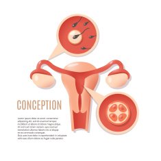 Pregnancy conception icon N2 free image download