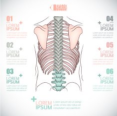 Human bone Infographics free image download