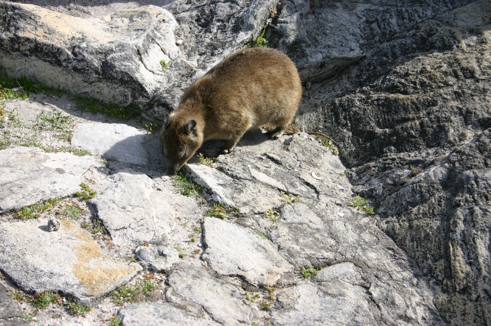 Hyrax in cape town, South Africa free image download