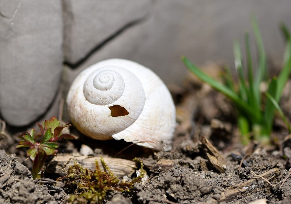 Snail house in the garden free image download
