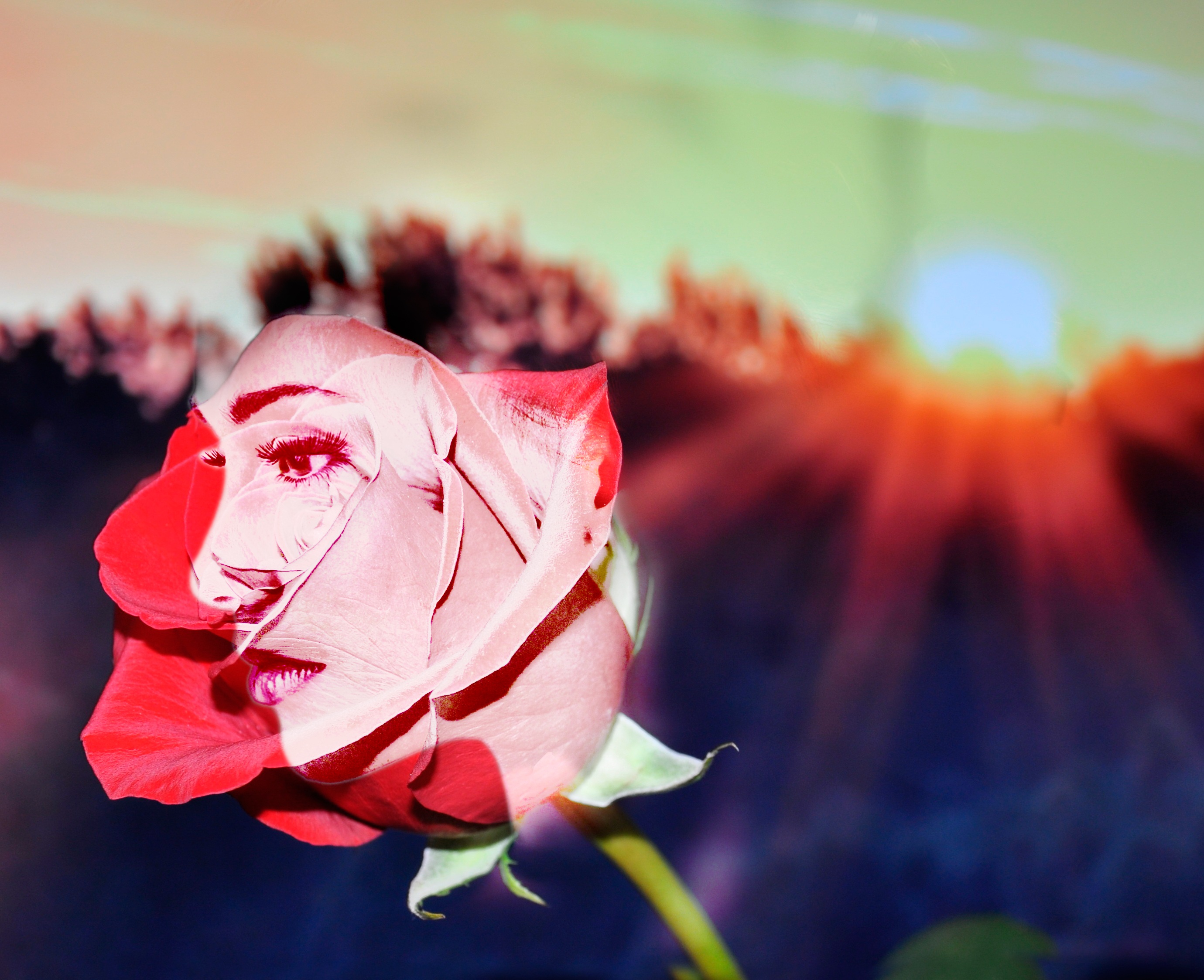 Rosa face free image download