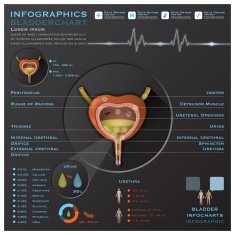 Bladder And Urine Medical Infographic Infochart N2 free image download