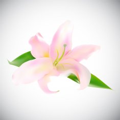 Realistic Pink Lily Vector Illustration N2 free image download