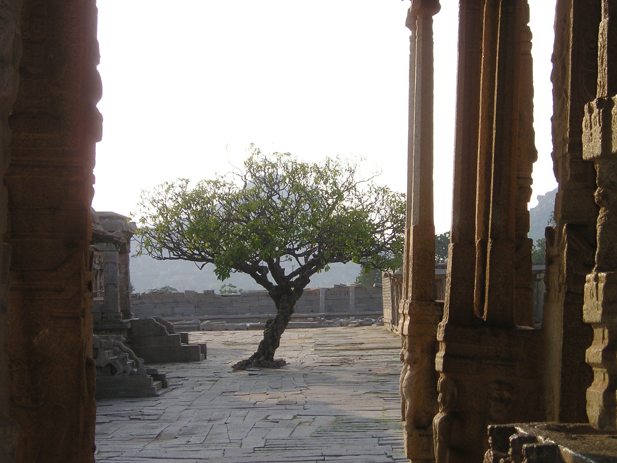 Tree in the courtyard of the temple free image download