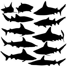 Sharks N4 free image download