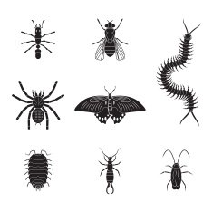 Set of vector insects volume 2 free image download