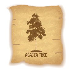 Acacia Tree on Old Paper free image download