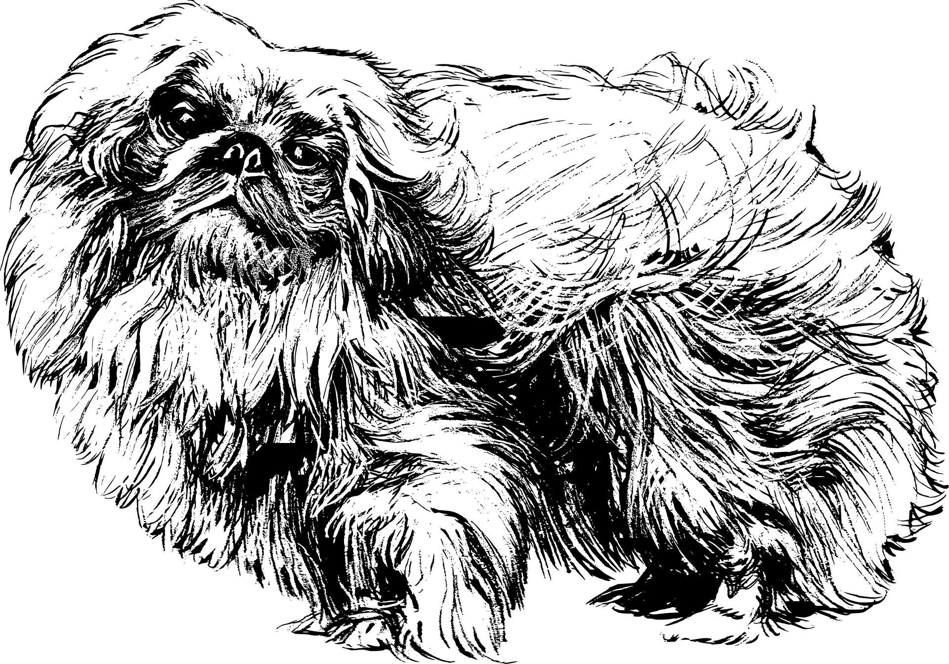 Pekingese animal drawing free image download