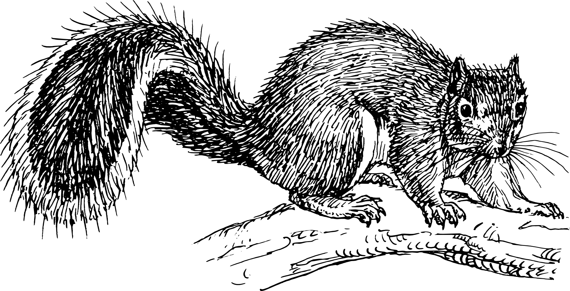 Squirrel animal biology drawing free image download