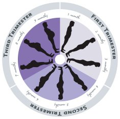 Pregnancy Progression Wheel (vector) free image download