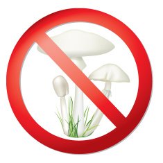 No toadstool sign free image download