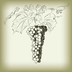 Grape N8 free image download