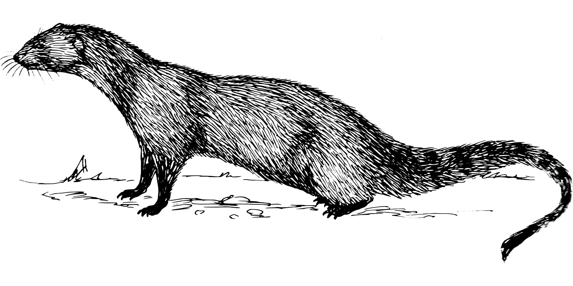 Polecat fitch rodent animal drawing free image download