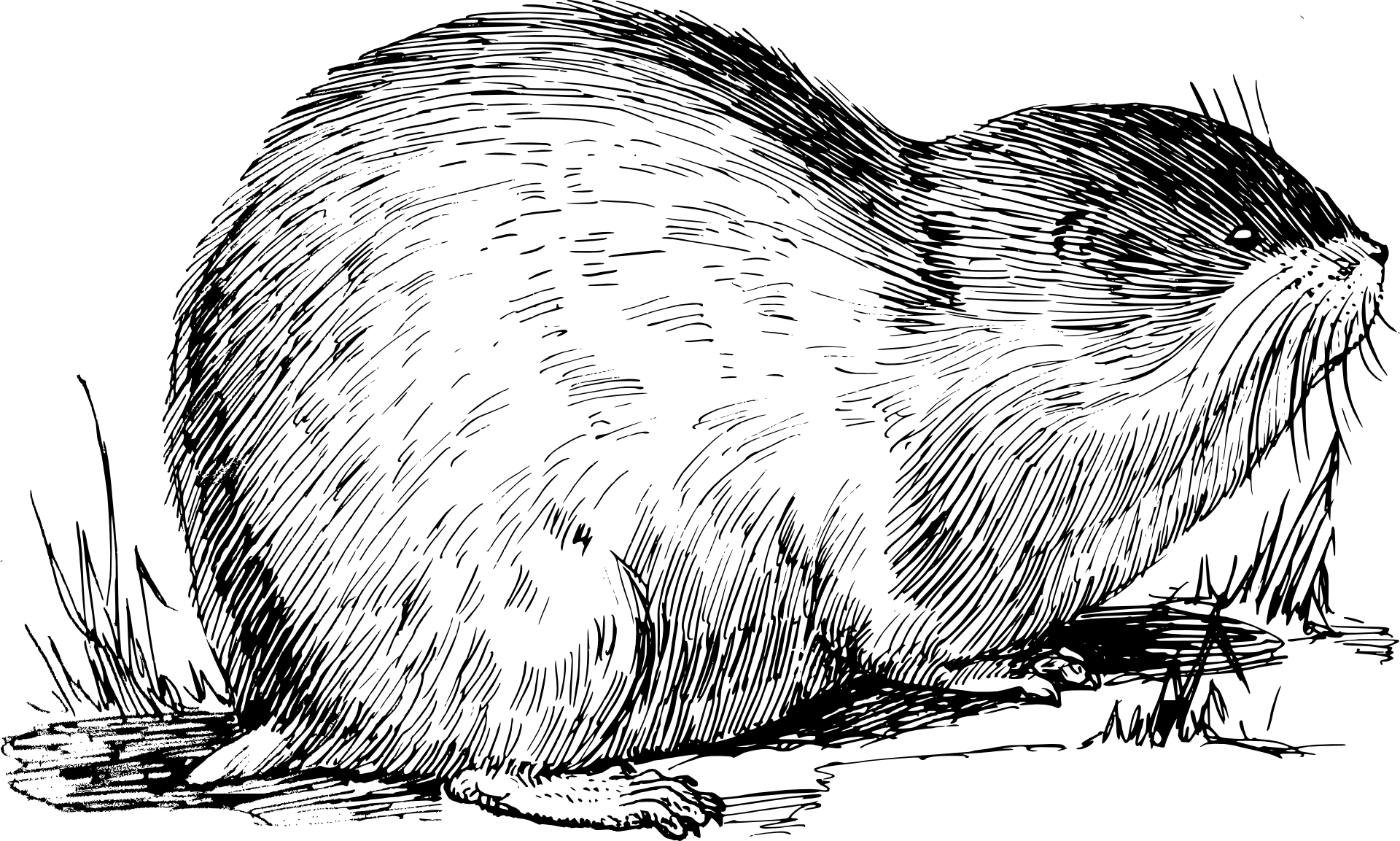 Painted muskrat free image download