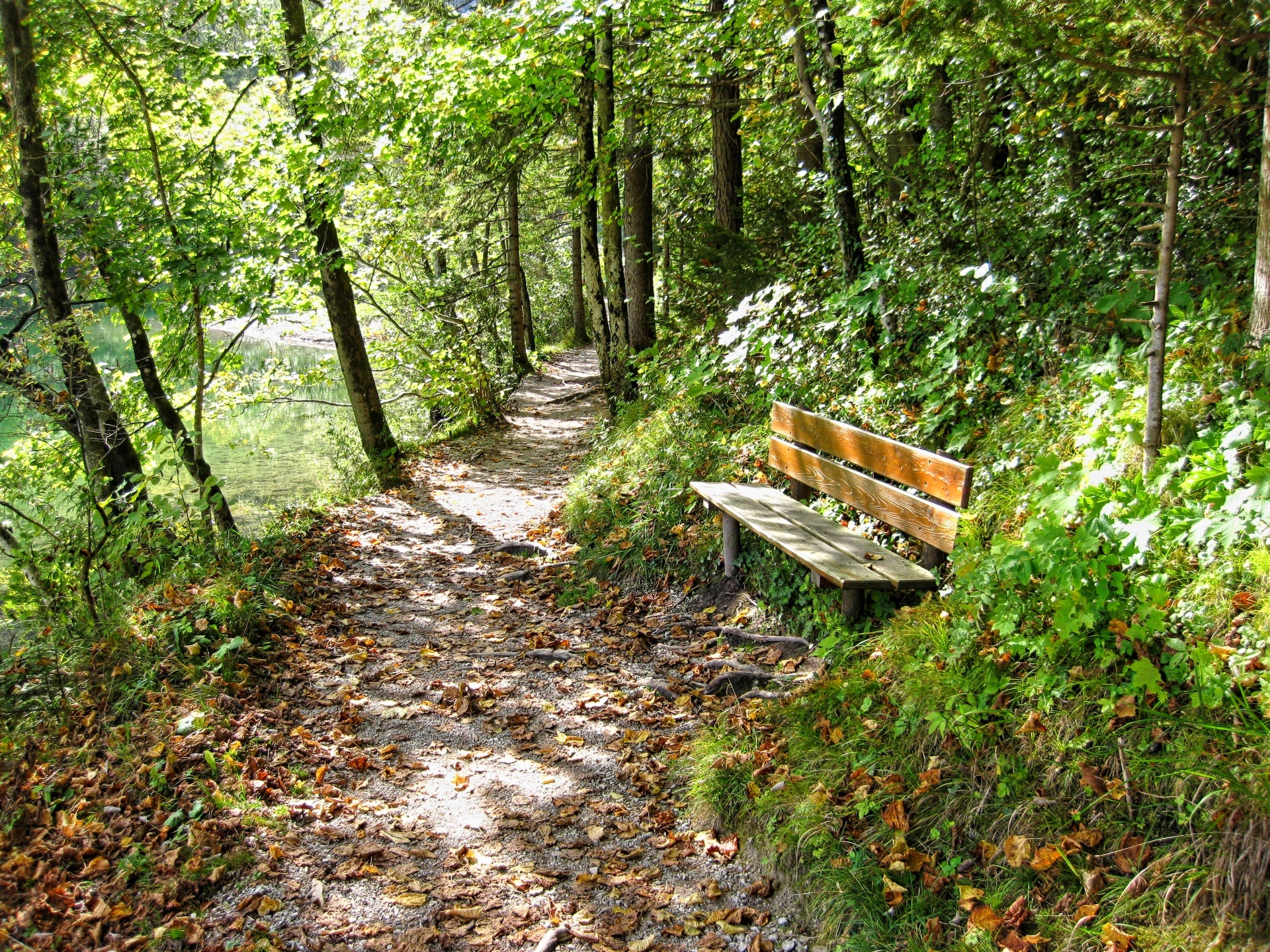 Wooden bench on a forest path free image download