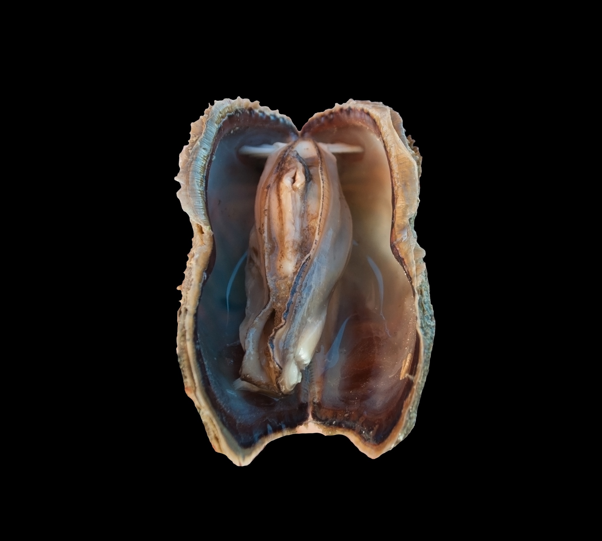 Photo of the molusk in the textbook free image download