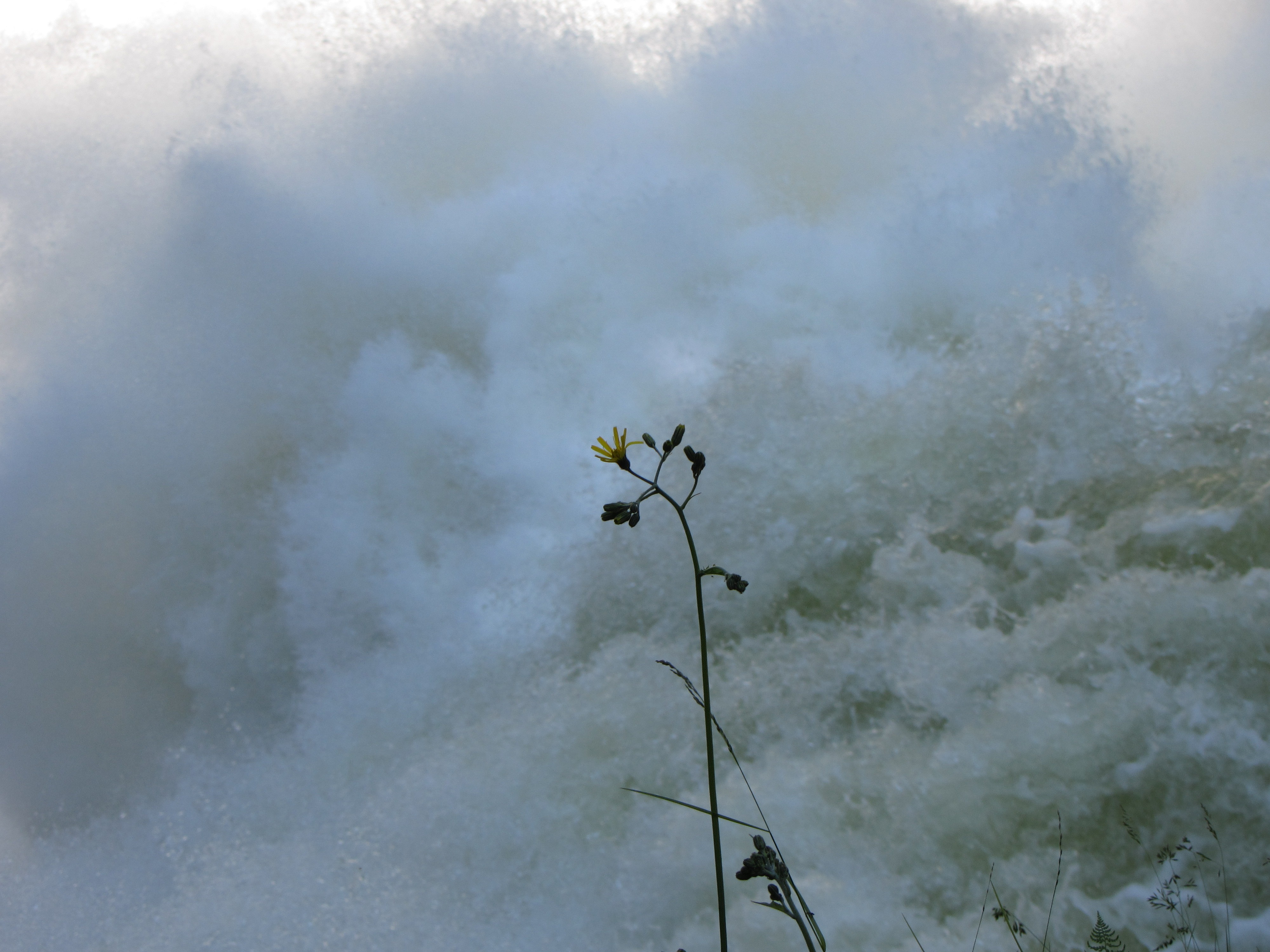 Lonely flower against strong waves free image download