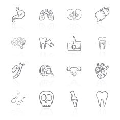 Vector set of contour icons internal human N2 free image download
