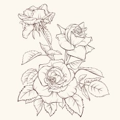 Rose flower Hand-drawn contour lines and strokes Element for design N4 ...