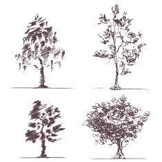 Set of four sketches trees N2 free image download