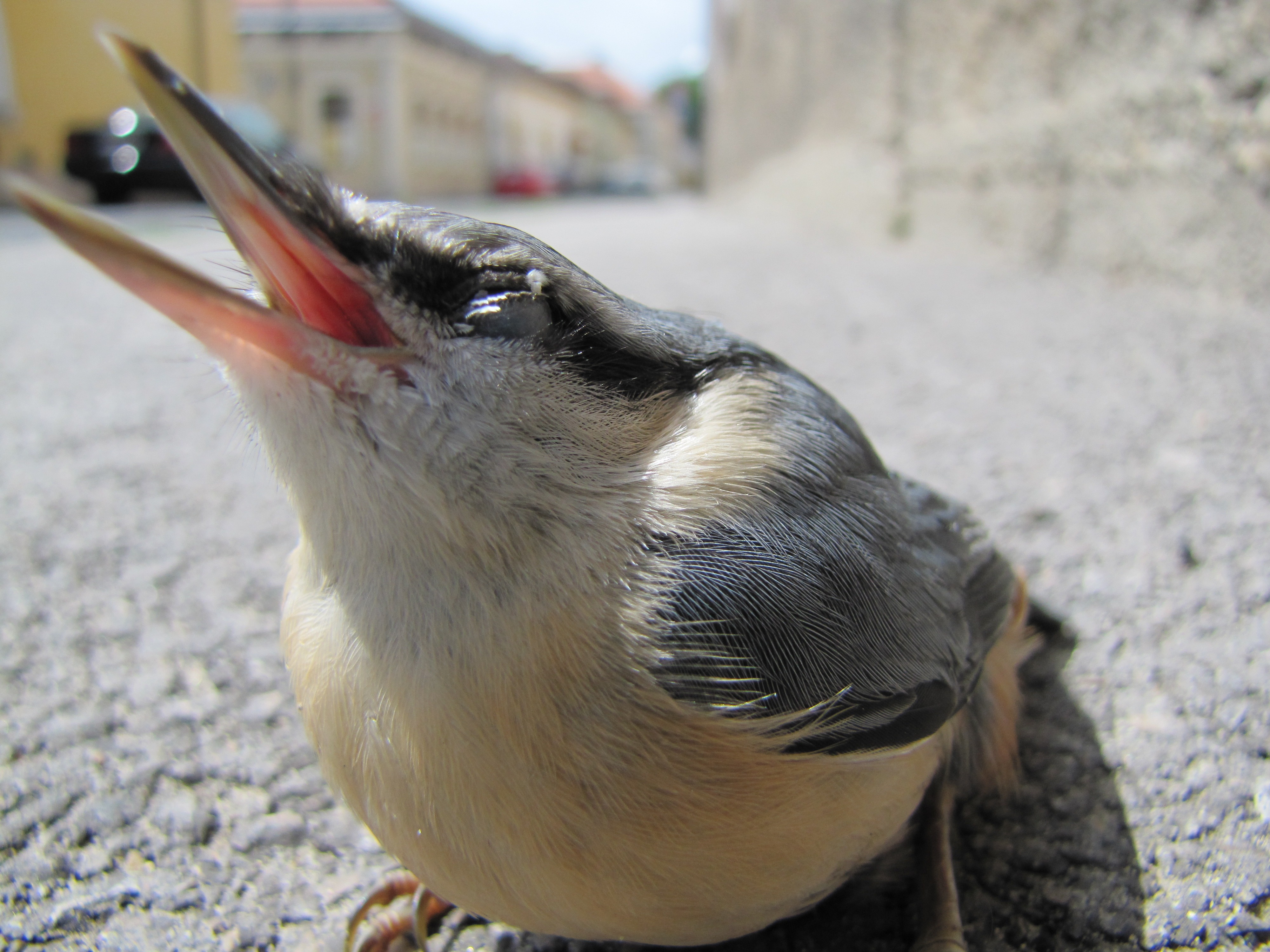 The white-breasted nuthatch is a small songbird of the nuthatch family ...