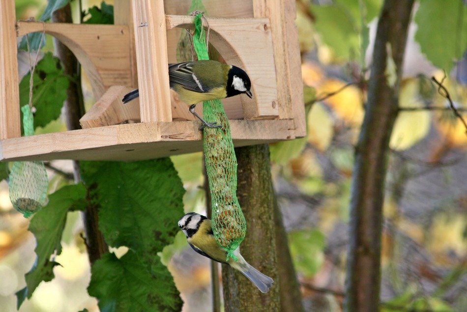 Tit birds in the feeding box free image download