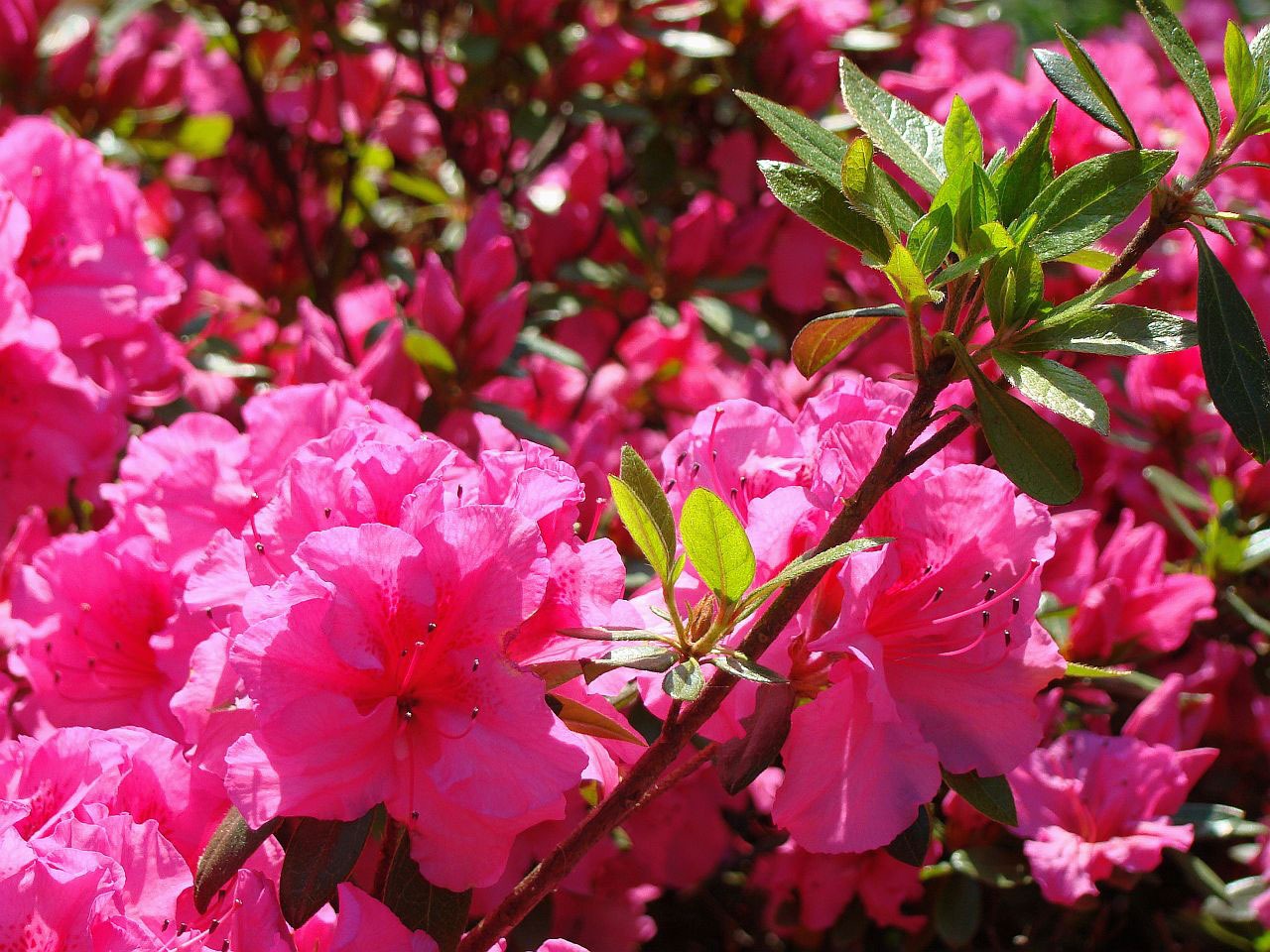 Flora park city free image download