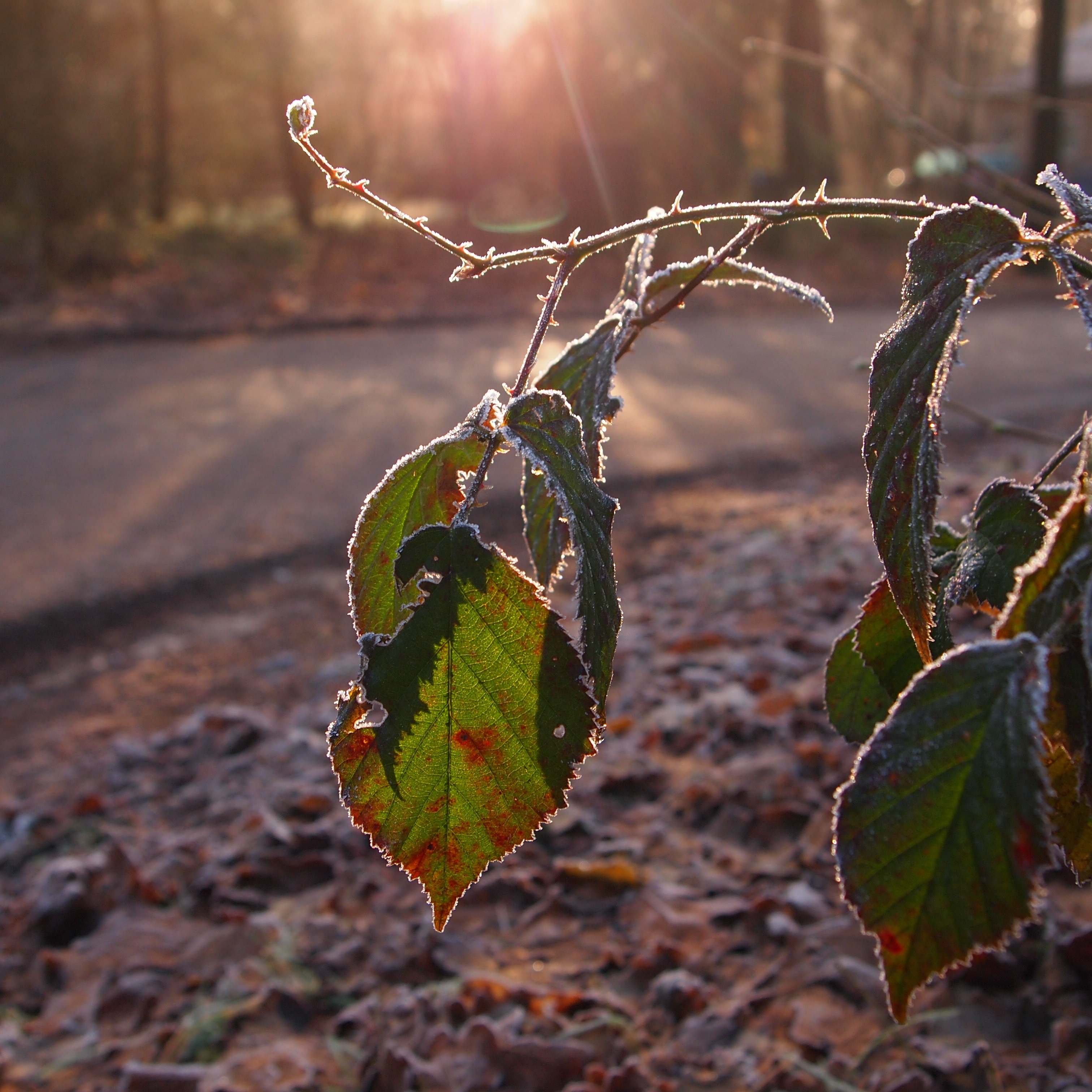 Frosted wild rose twigs at winter morning free image download