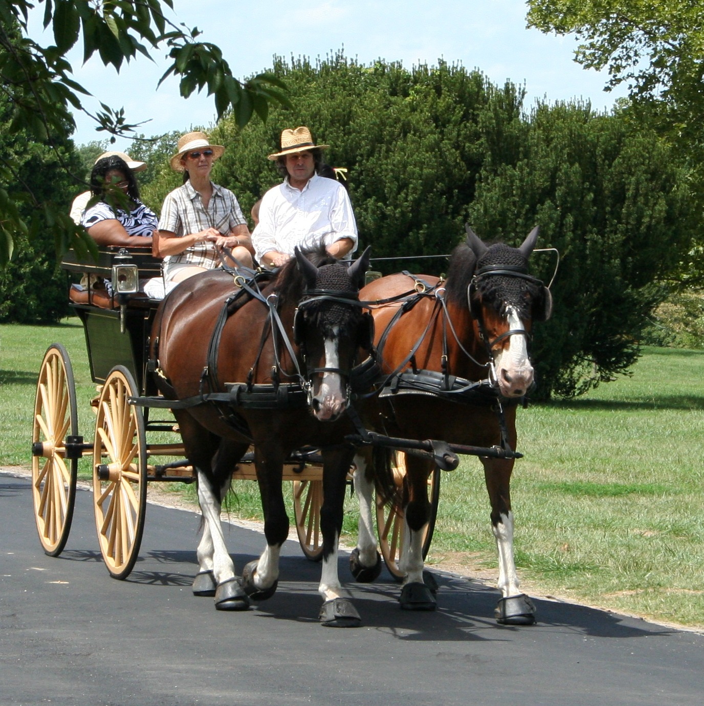 Transportation of people on horseback with a carriage free image download