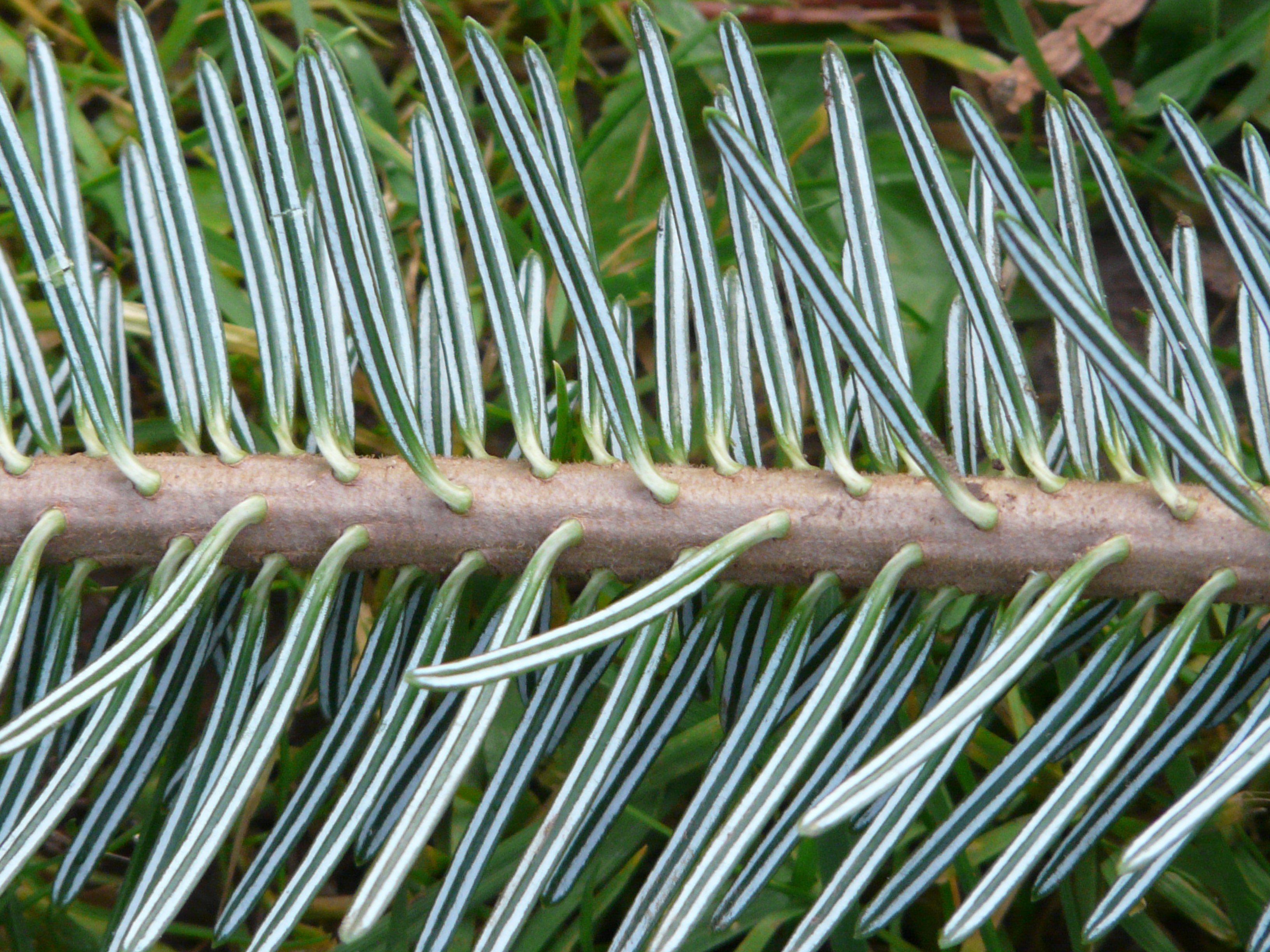 Blue spruce branch with needles close up free image download