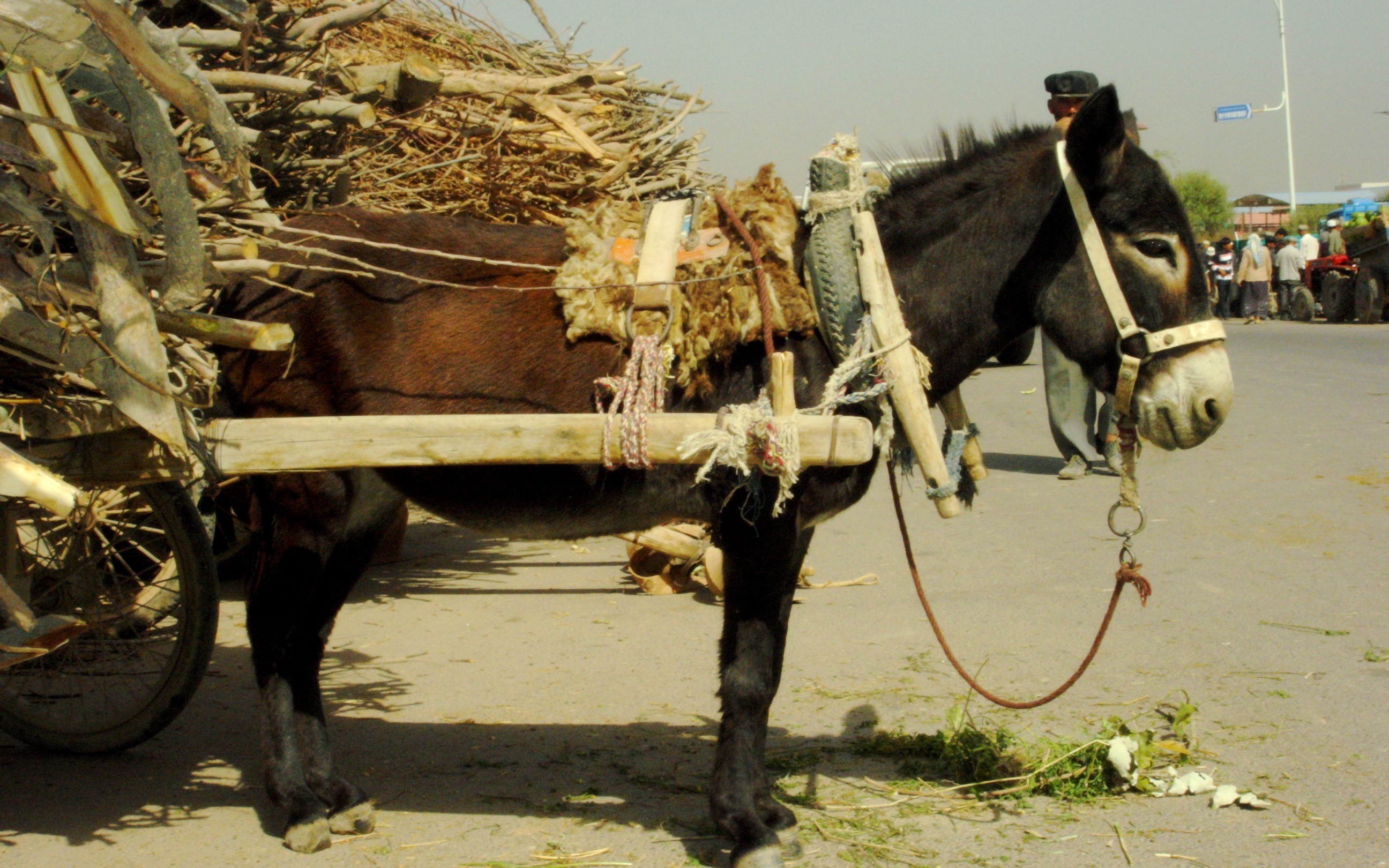 Donkey with cart free image download