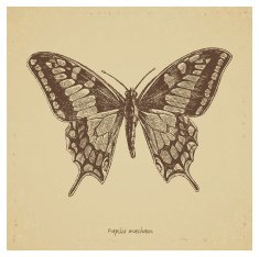 Vintage old butterfly etching on aged textured paper free image download