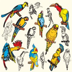 Bird Illustrations IV Parrots (Vector) free image download