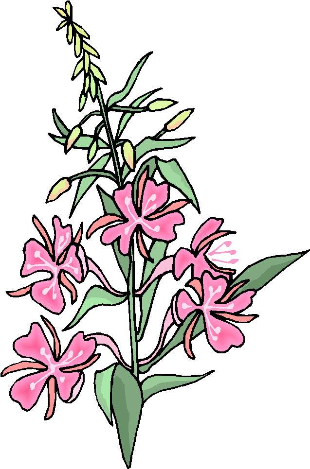Healthy flower drawing free image download
