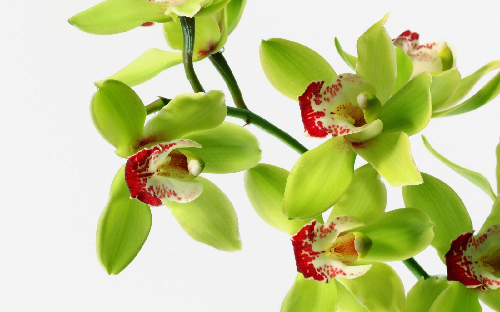 Green Orchid Flowers free image download